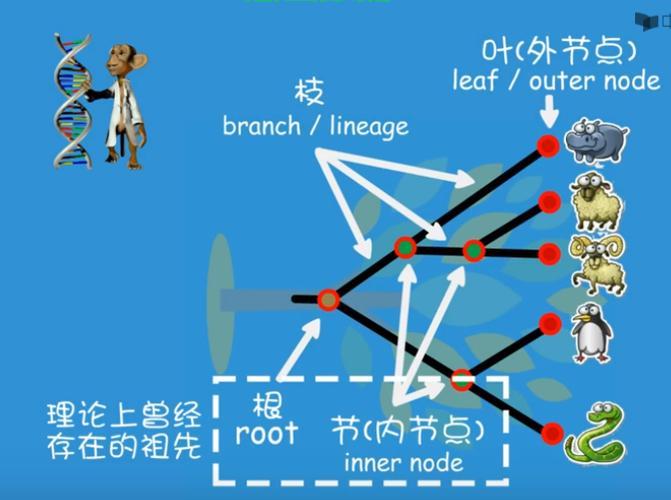 RAxML-NG安装与使用-raxml-ng-v1.2.0（bioinfomatics tools-013） - 技术分享 - 云服务器
